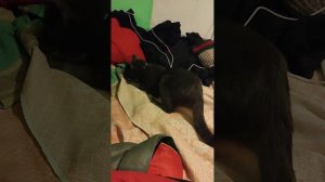 кот художника  и спертый карандаш