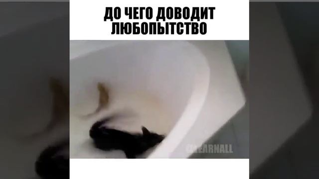 До чего доводит любопытство...?