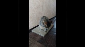 Здорово на когтеточке битвы устраивать😺