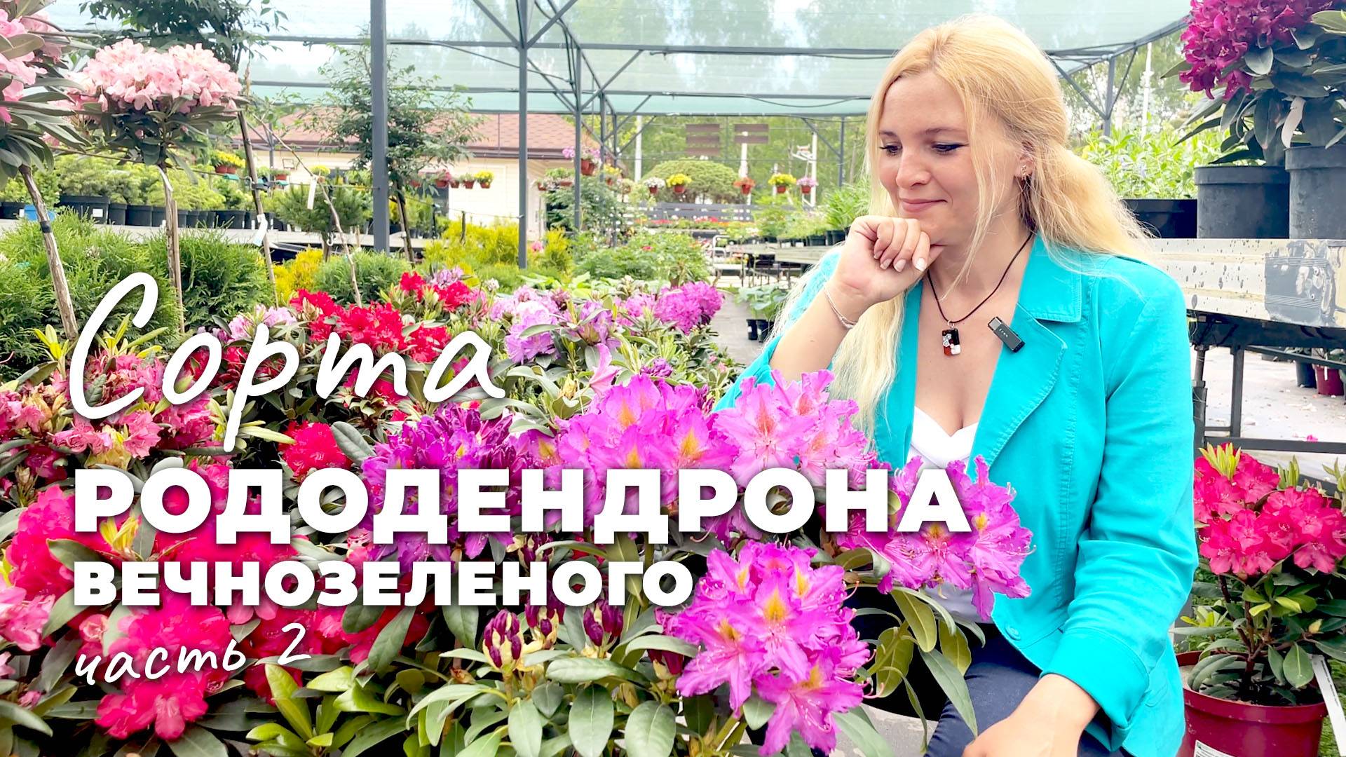 Сорта рододендрона в Ромашкино Парк: часть 2-ая