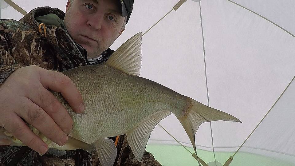 Иваньковское водохранилище. Лещ, февраль 2025г.