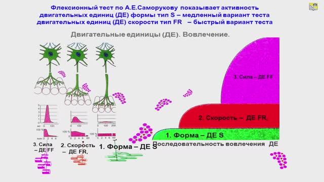Физиологические аспекты соционики.