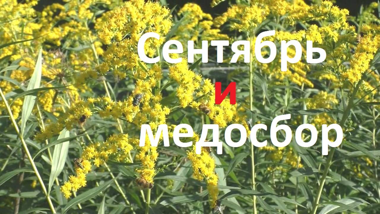 Сентябрьский медосбор, какой он