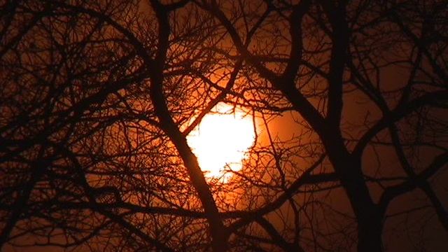 солнце на закате, ветер, деревья, ветки_05.35