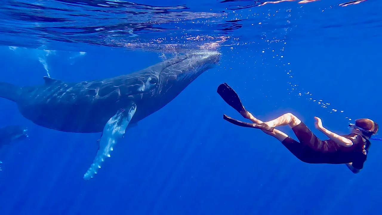 Swimming with Humpback Whales ｜ Incredible adventure in Tahiti (GoPro)