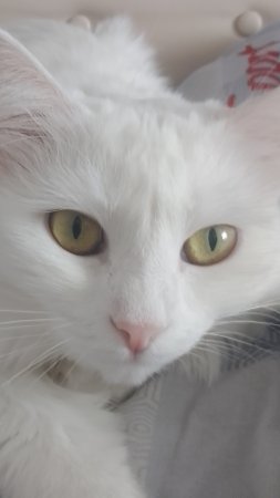 Кошка-тыгы-дык