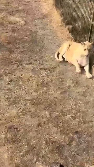 Кормим львов в парке Белый лев в Приморском крае 🦁