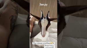Оксана Самойлова намекнула на еще одну беременность от Джигана
