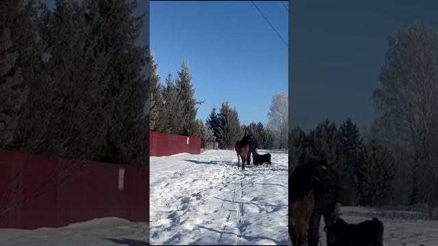 Жизнь в деревне
