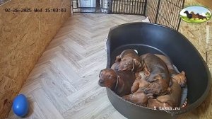 Тихий час у детей ,тихий час в доме 😍