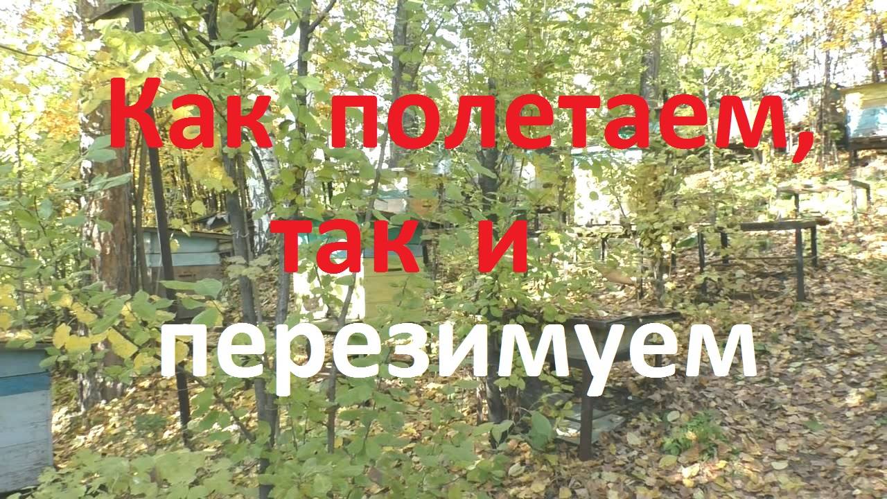 Хороший осенний облет пчел, залог благополучной зимовки