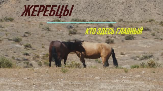 Кони на природе