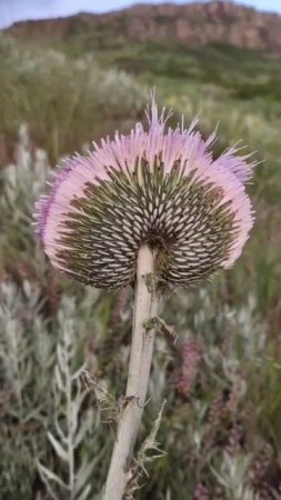 Finding a cristate thistle