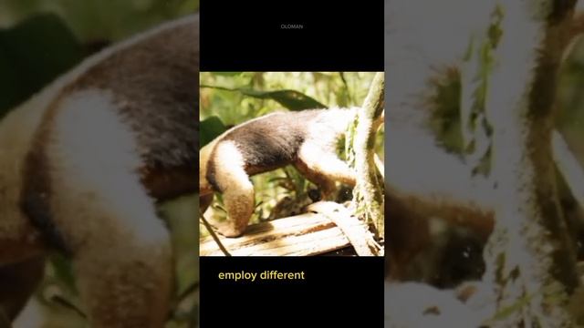 anteater wildlife #animals #extinction #wildlifeanimals #wildlifeanimals #anteater