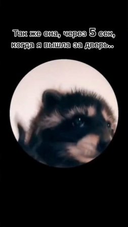 🦝 #mistimeow #прикол #кот #смешноевидео #мем #енот #pedro #shorts #тикток #видео