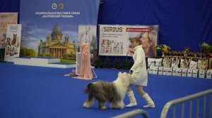Танцы с собаками.Выставка Город собак Мир кошек.Экспофорум.Санкт-Петербург.
