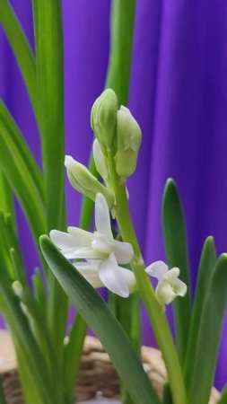 Amazing Hyacinth in Winter #shorts #winter #flower #hyacinth