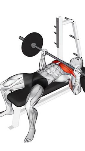 Жим штанги лежа