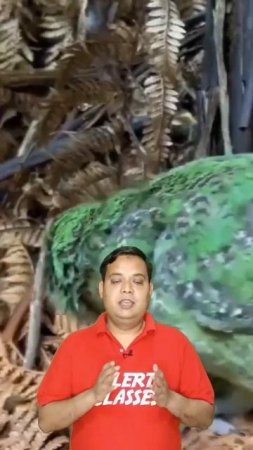 Owl Parrot ? #alertclasses #education #shorts #animals #nature #youtubeshorts #animalshorts
