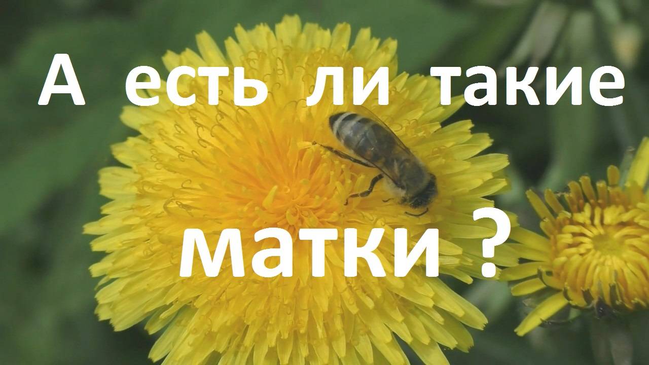 Существует ли в природе плодная пчелиная матка