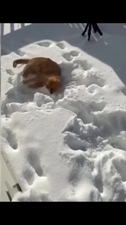 Смешные видео про животных