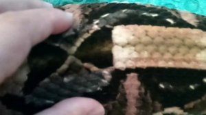 국내에서 제일 큰 가분바이퍼(Bitis gabonica rhinoceros)와 미팅하고 왔습니다
