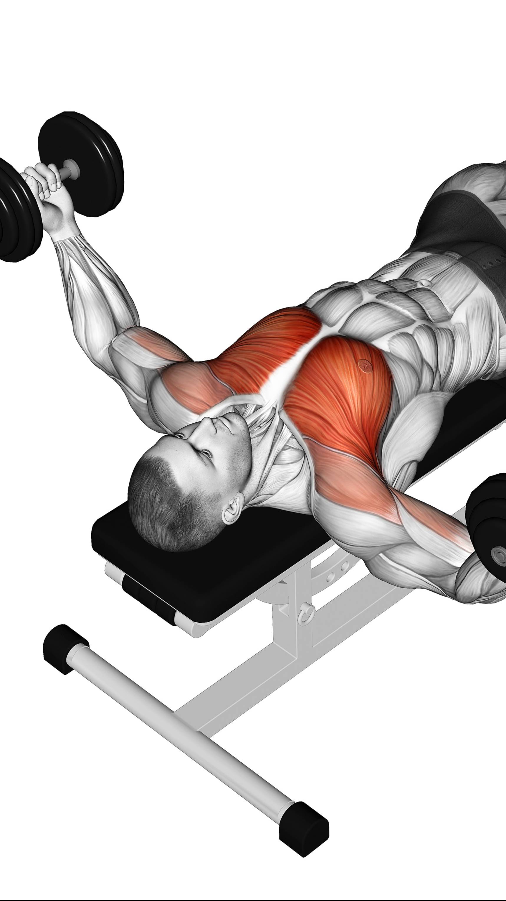 Сведение гантелей лежа