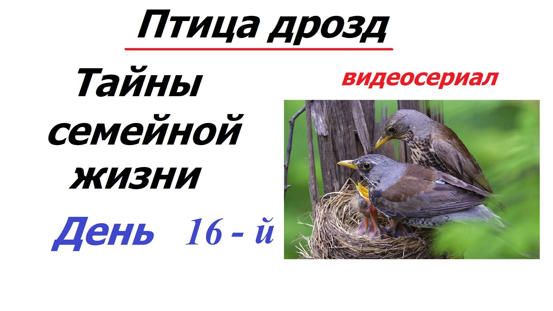 История одной птичьей семьи. День 16-й. Сериал