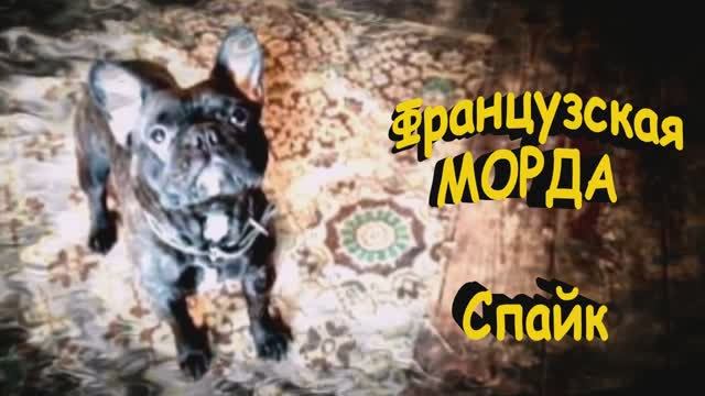 ФРАНЦУЗСКАЯ МОРДА. Передержка