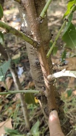 Graft a fruit tree with a drill  Apple pear  to instill in the pear treel#grafting #grafting with d