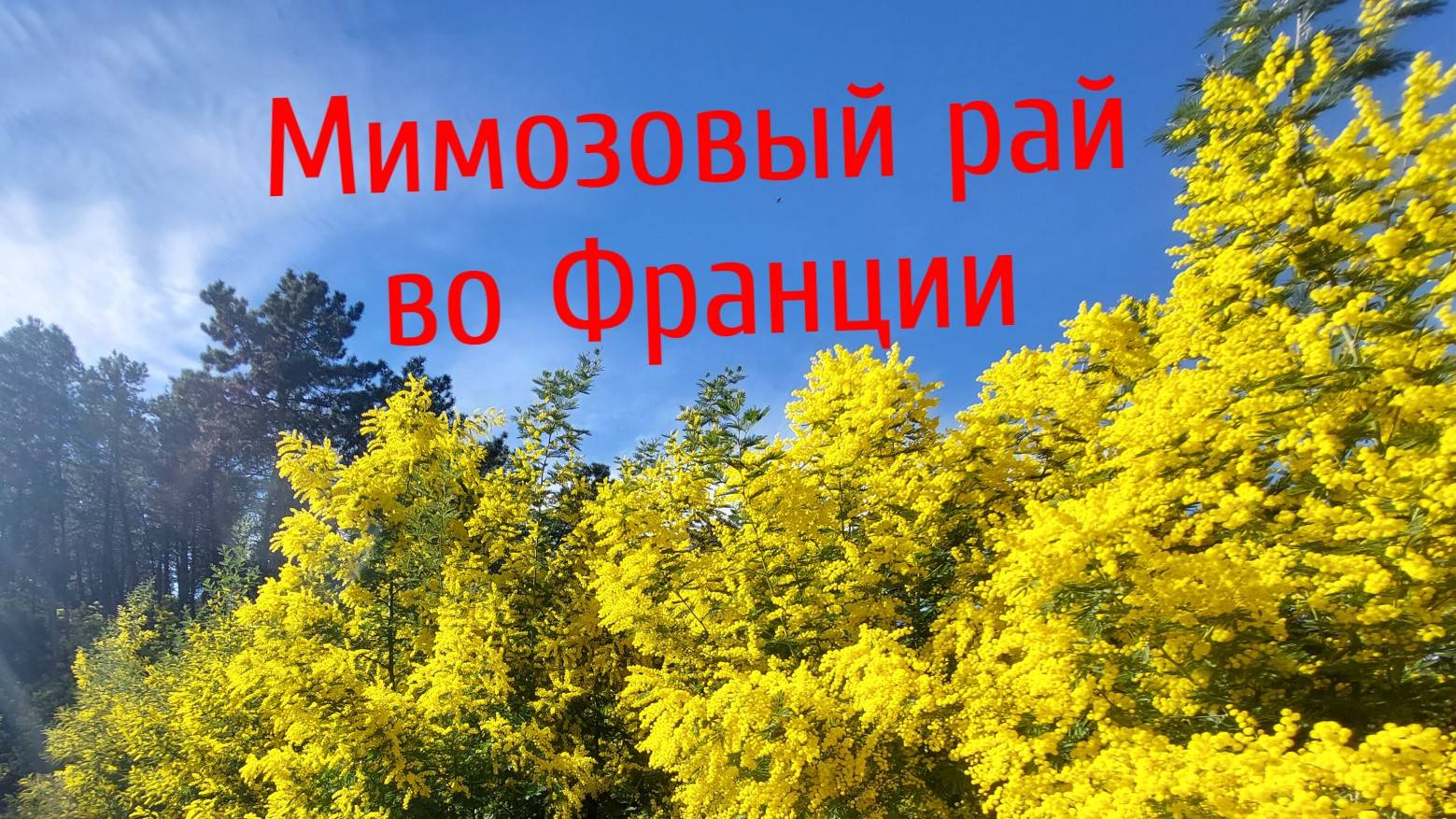 Сезон цветения мимозы на Лазурном побережье Франции