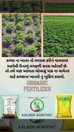 Ground Nuts grow with Kalash Agritint ORGANIC FERTILIZER