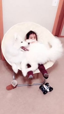 Samoyed & Myraim