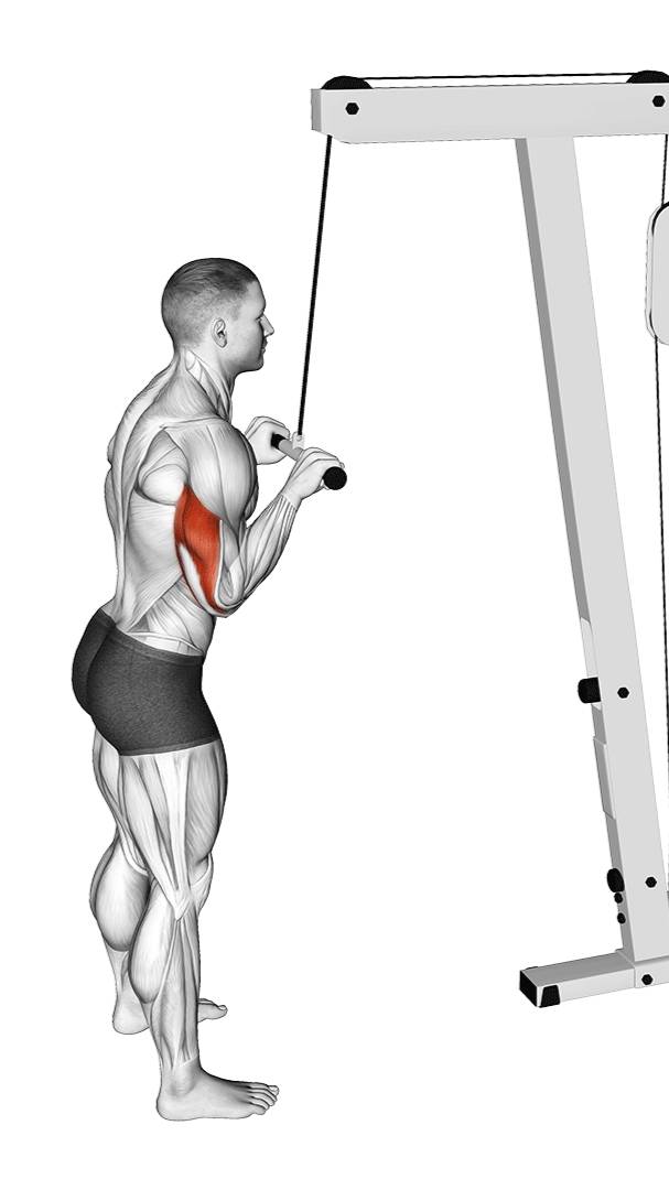 Разгибания рук с прямой рукоятью