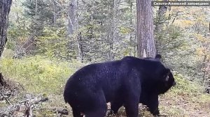 Young bears captured play fighting in front of hidden camera