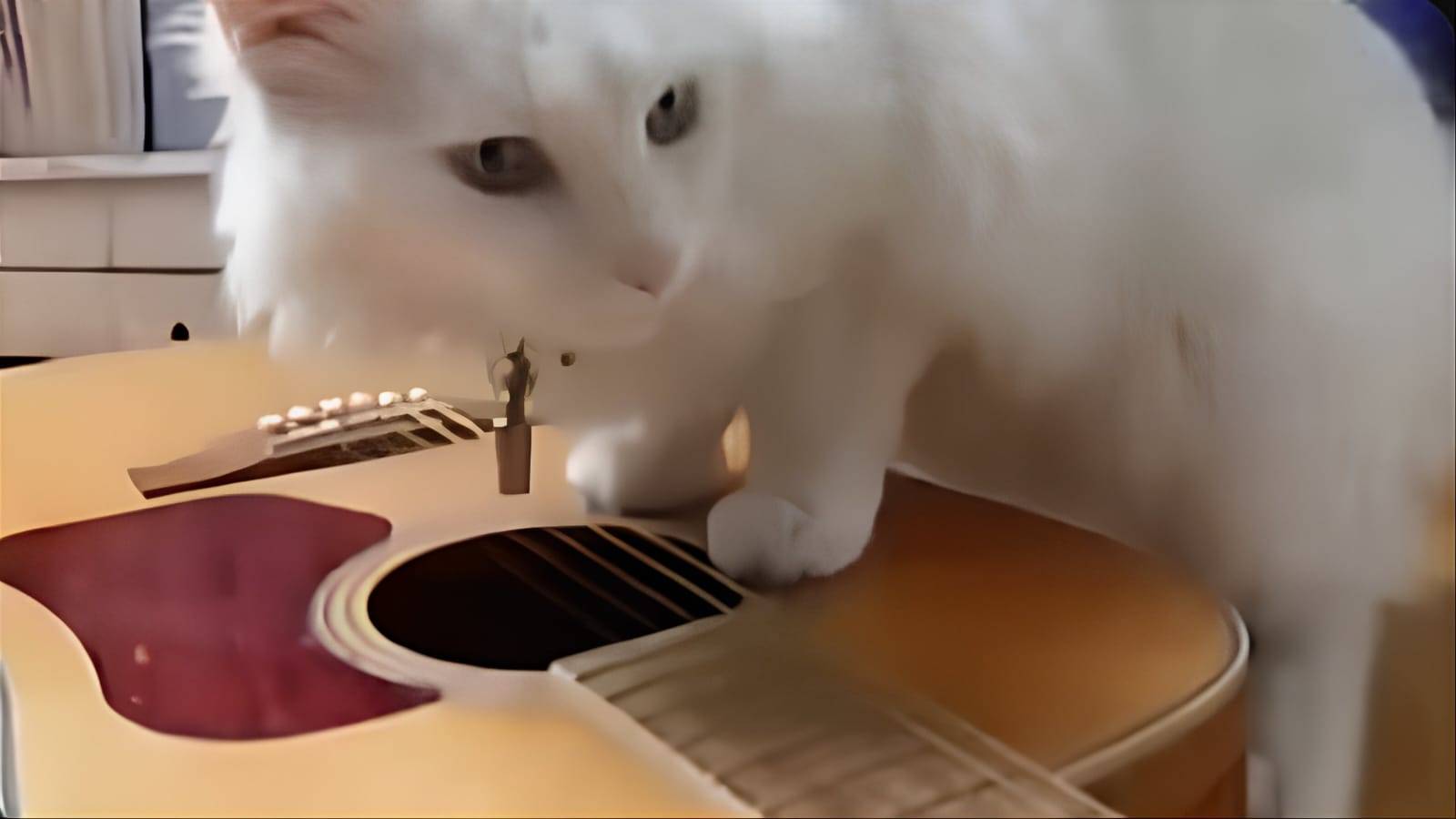 Кот и гитара (Cat & Guitar)