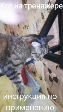 Кот на тренажере.Top Funny Cats, Cмешные коты#cats