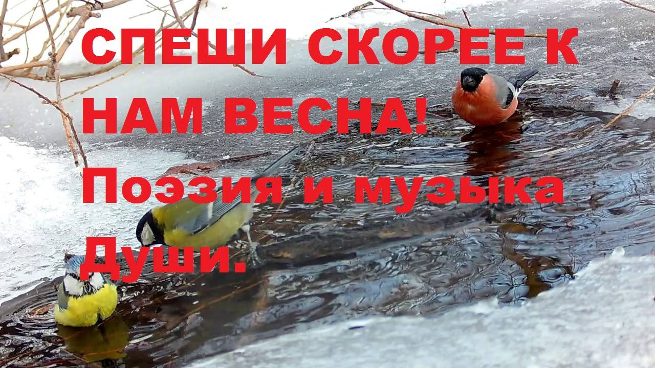 СПЕШИ СКОРЕЕ К НАМ ВЕСНА! Автор стихотворения и видео А. Соколов. Музыка-ВЕСЕННЯЯ КРАСОТА.