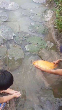 Cá chép hóa rồng, Ngũ Aka