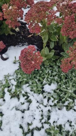 Композиции многолетников. Седумы и ясколка.
