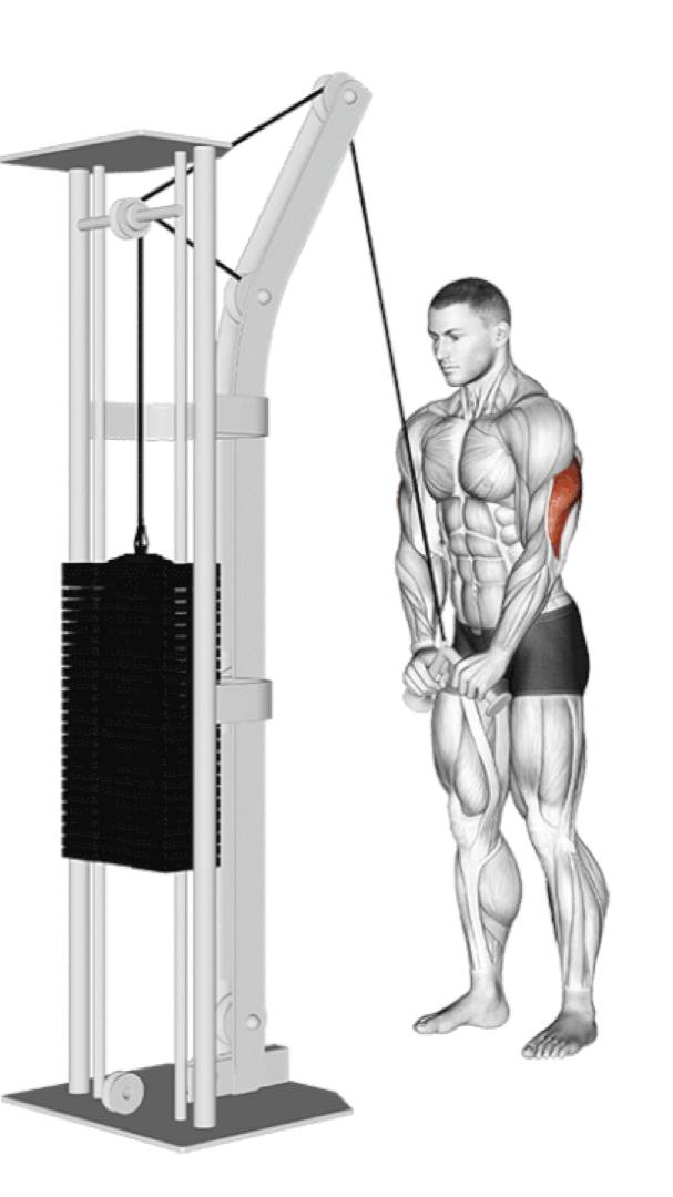 Разгибания рук V рукоять