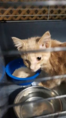 котёнок Вася кушает сам!