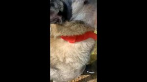 Собака в Дом! Малышка Ариша, ищет дом и Любящую Семью!