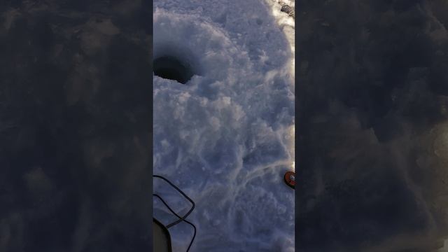 Вот и половил живца