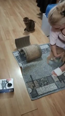 Вася и когтеточка, свободная жизнь без ошейника!  #котизм #помощьживотным #котята  #котёнок_Вася