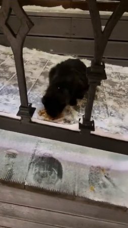 Ночке Срочно нужен Куратор и Семья!  Из жизни Животных! #котизм #срочнонужнапомощь #домикдлякошки