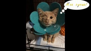 Вася с чего все начиналось...! (4276 1609 7172 6055 СБ Светлана Александровна К. - «Для Васи»),