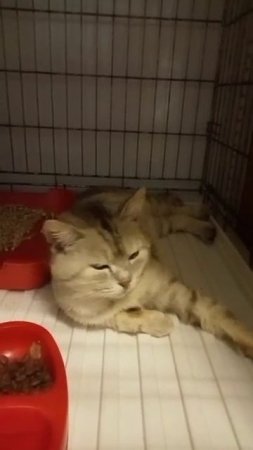 Бывшедомашний котик Степа! #котизм #помощьживотным
