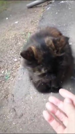Пожилая кошка Мурка ищет новую семью!