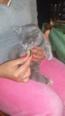 Cat eat cucumber. Кот с бадуна ест огурец!!!